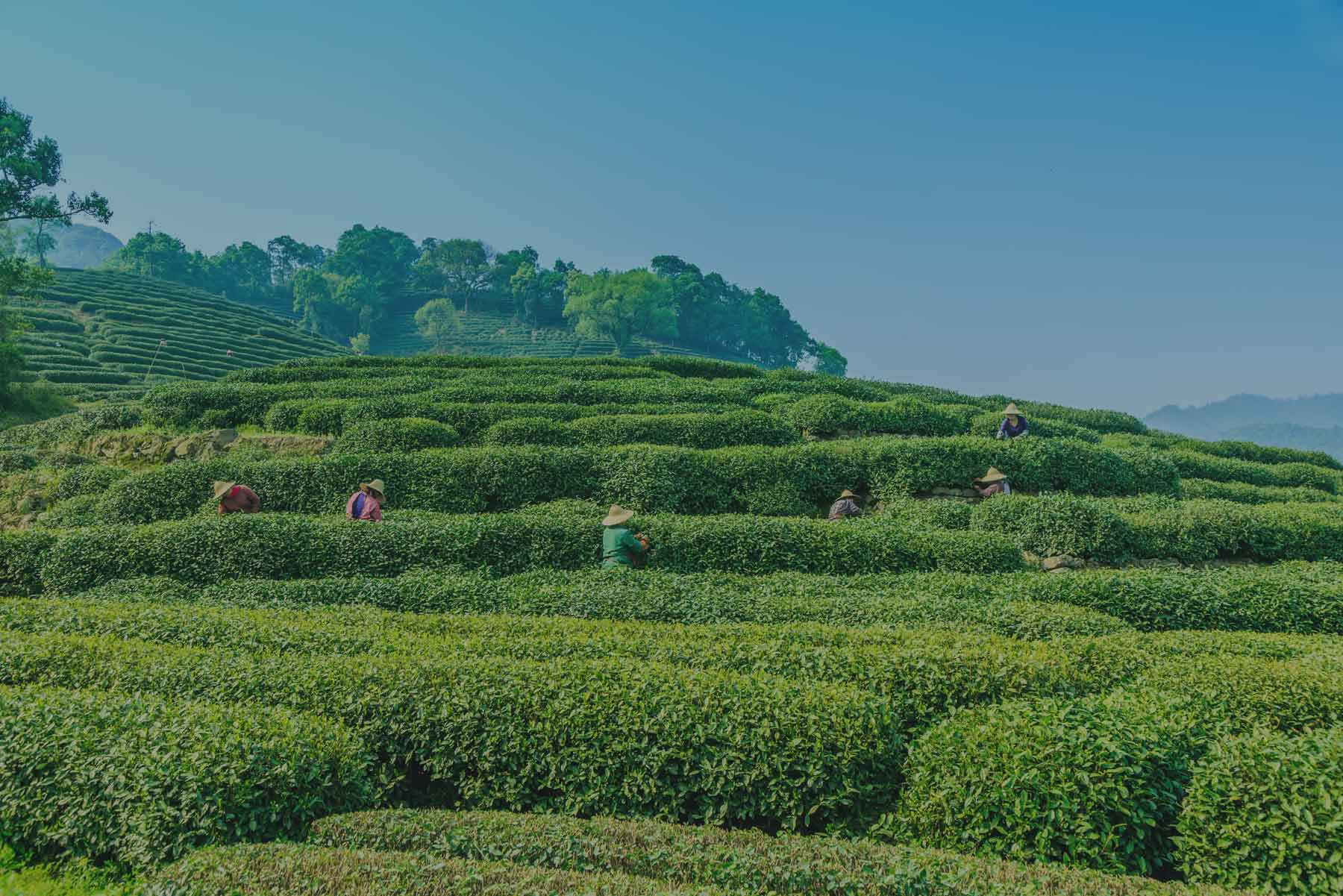 Assam Travel and Tourism - India Travel Guide - Holidayonsale